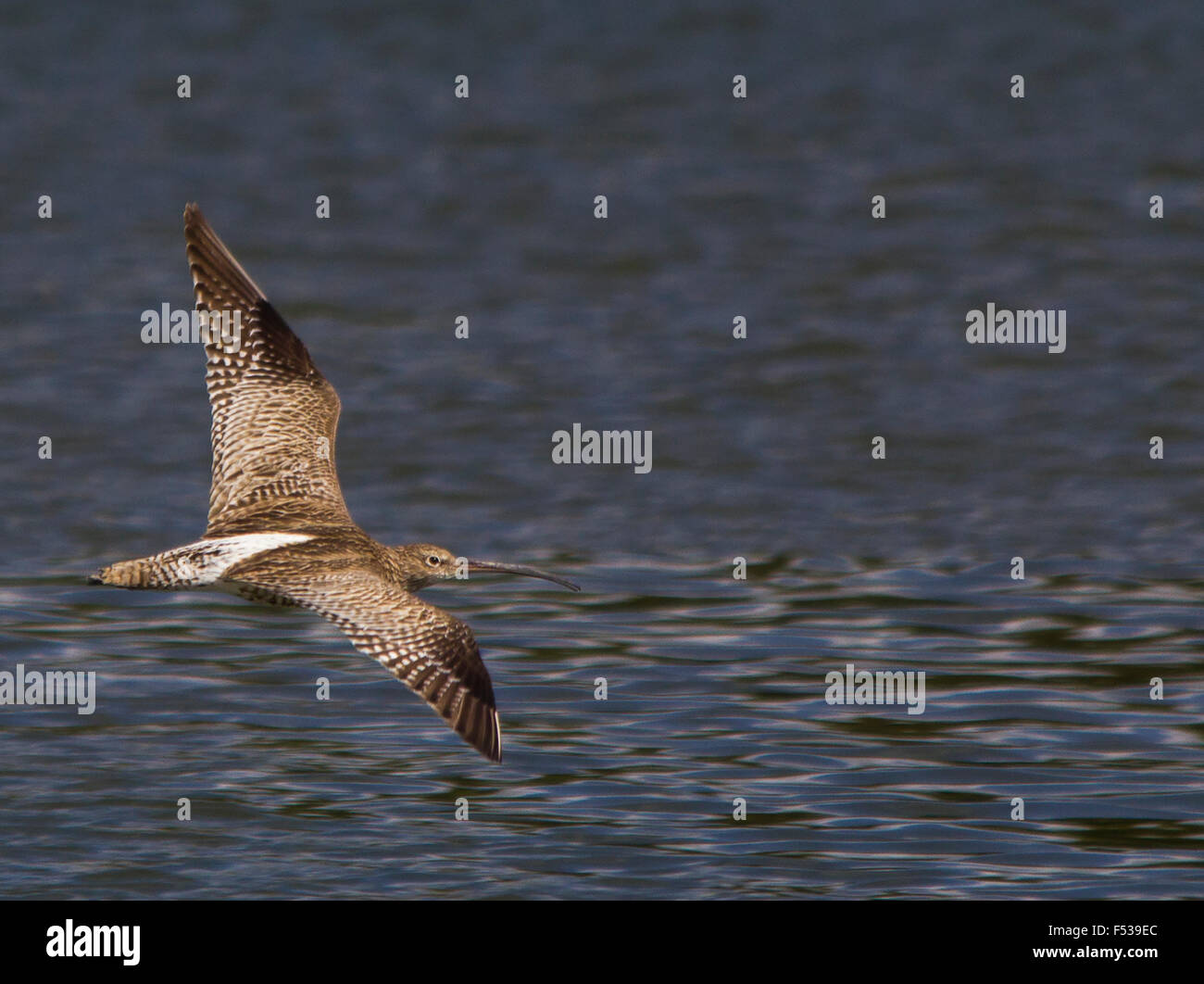 Flying Curlew High Resolution Stock Photography and Images - Alamy