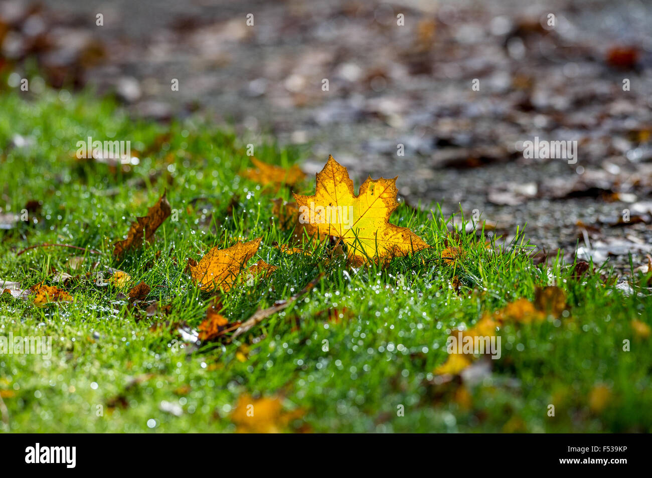 Single Sycamore leaf in its autumn colour at the side of a road Stock ...