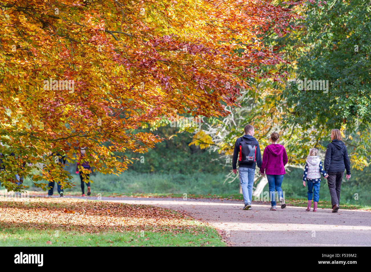 Families enjoying an autumn morning walk past beech trees with their ...
