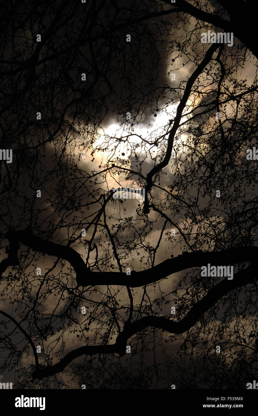 Tree's branches at night Stock Photo - Alamy