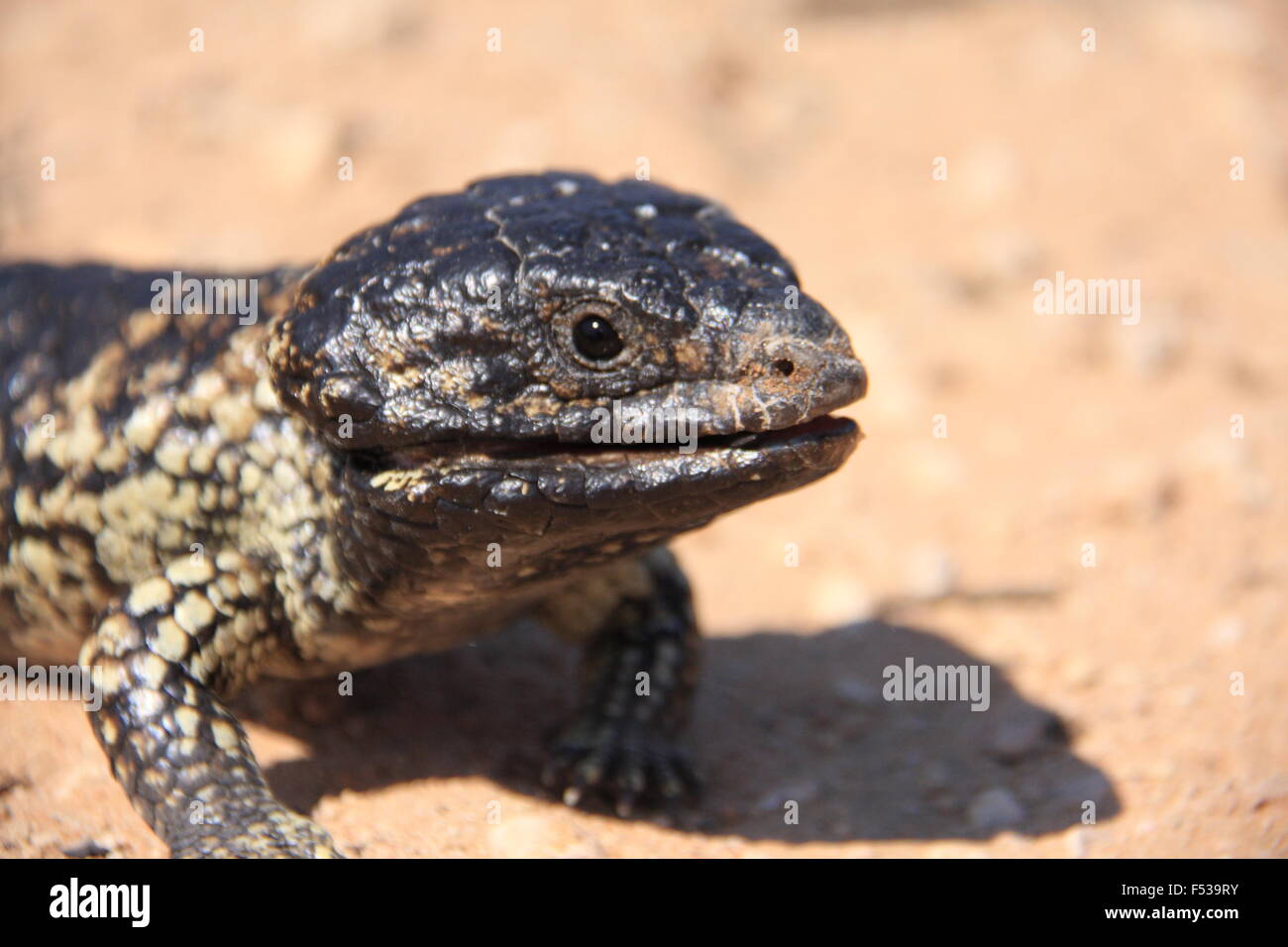 Trachydosaurus rugosus hi-res stock photography and images - Alamy