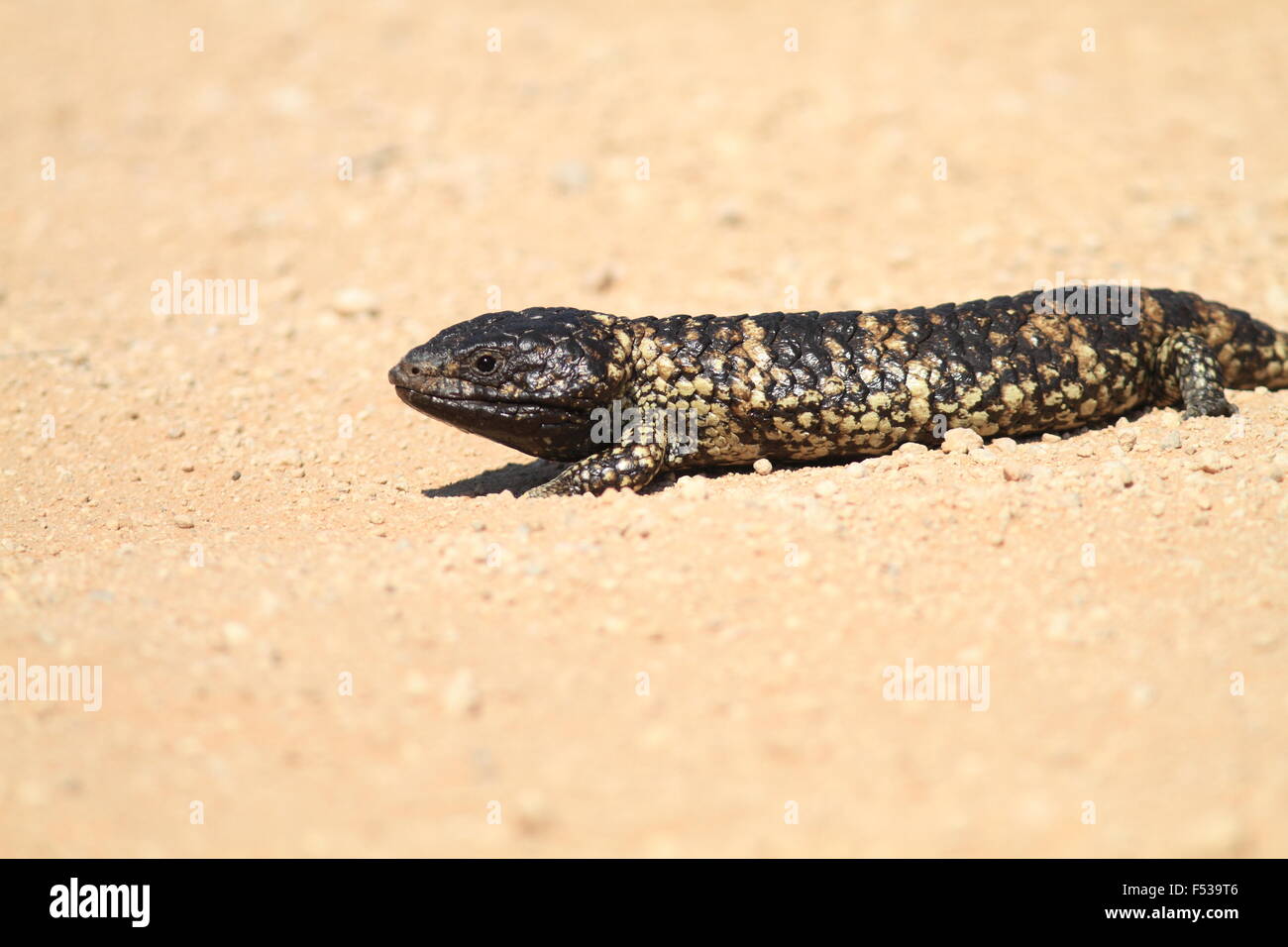 Shingleback ,Stump-tailed skink (Trachydosaurus rugosus) in Australia ...
