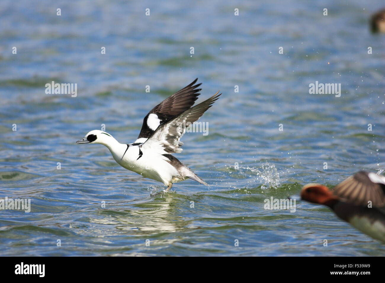 Male smew duck hi-res stock photography and images - Alamy