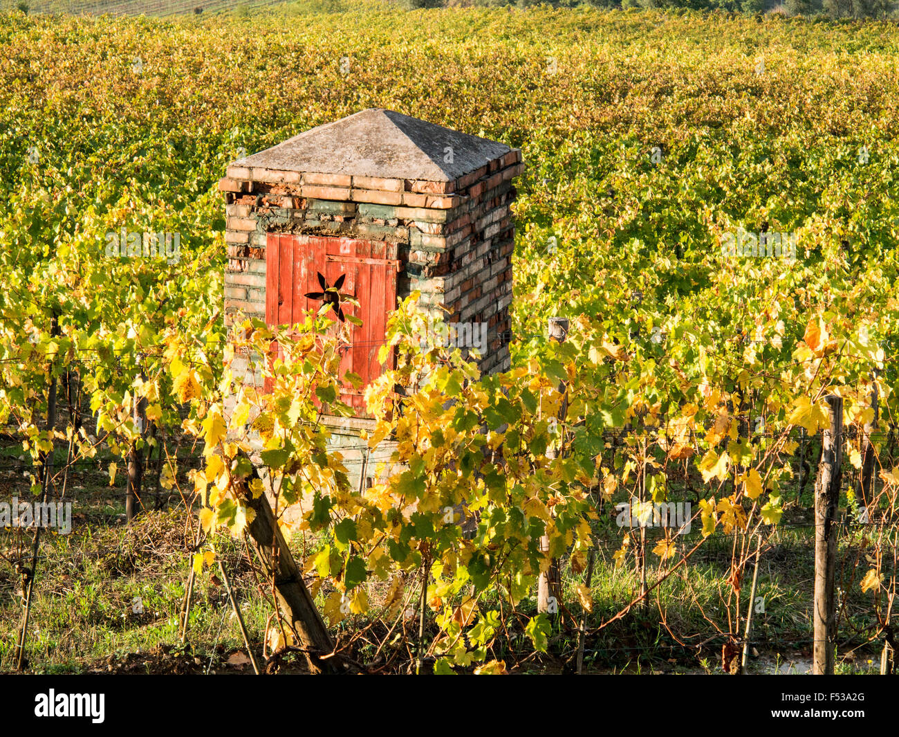 Europe, Italy, Tuscany. Old brick shed in vineyard near Panzano in ...