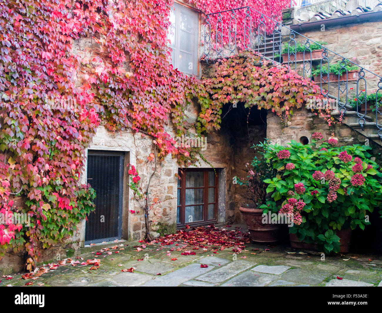 Europe, Italy, Tuscany. Red ivy covering the walls of the buildings in ...