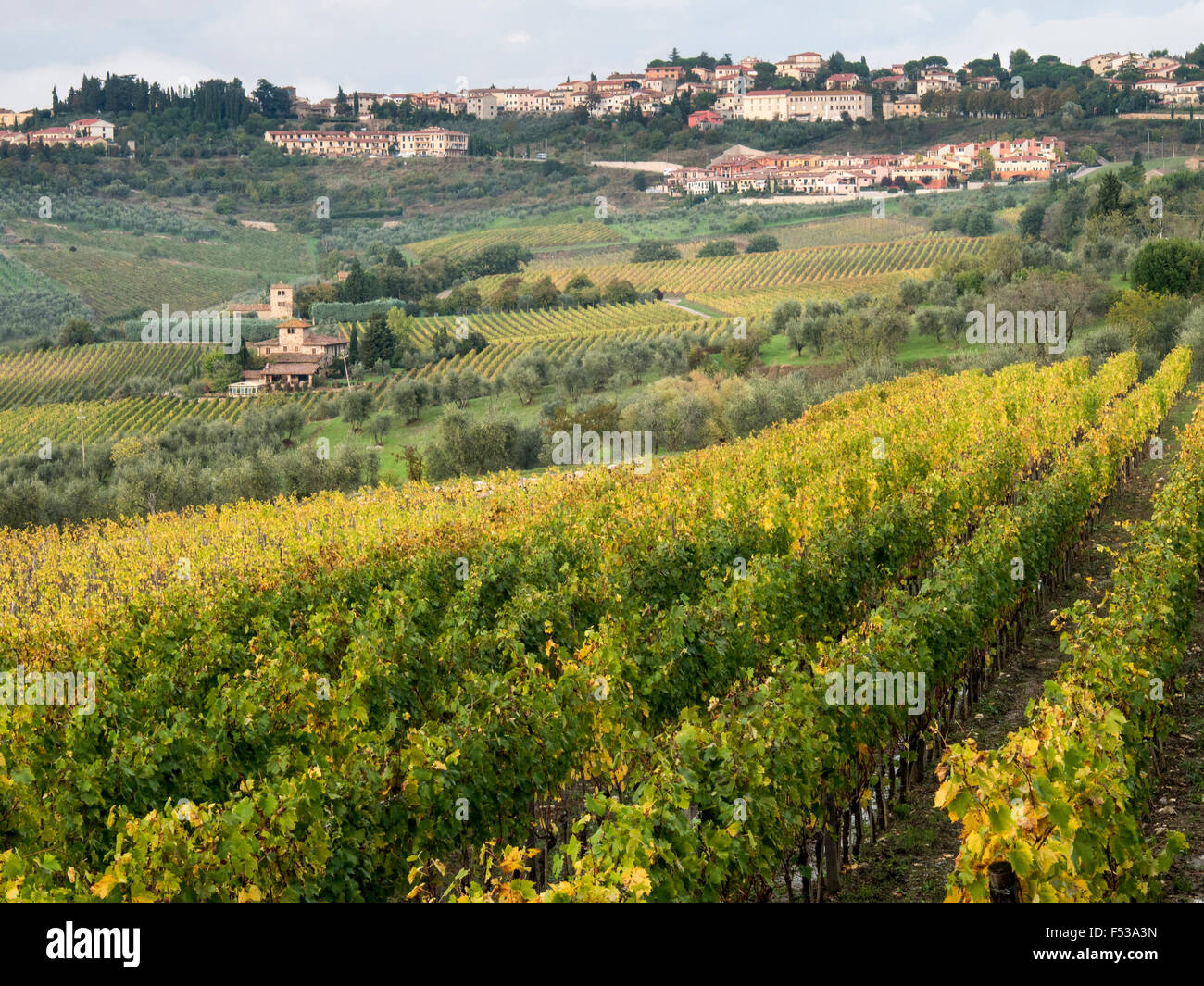 Europe, Italy, Tuscany. Rows of vines and olive groves carpet the ...