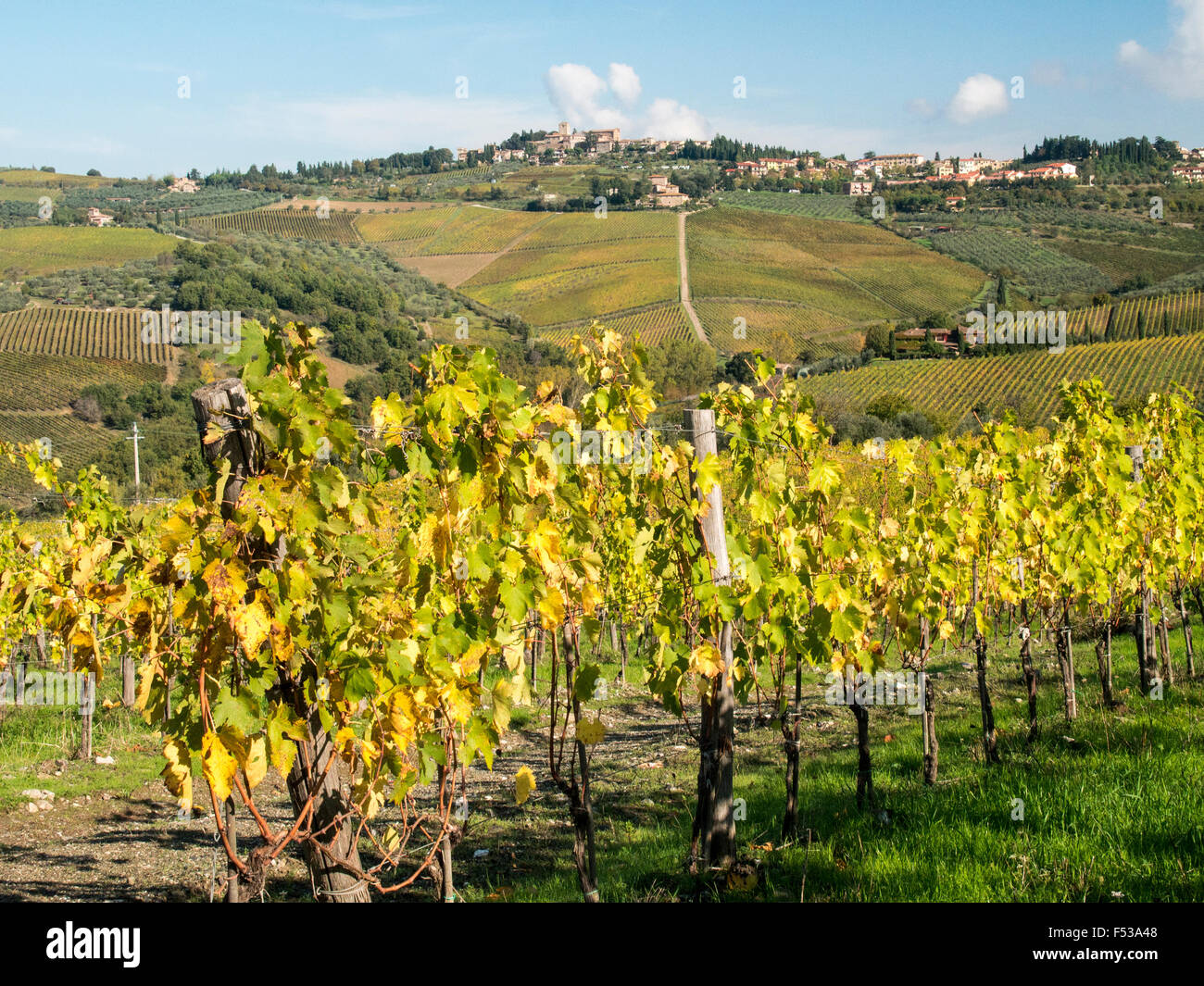 Europe, Italy, Tuscany. Rows of vines and olive groves carpet the ...