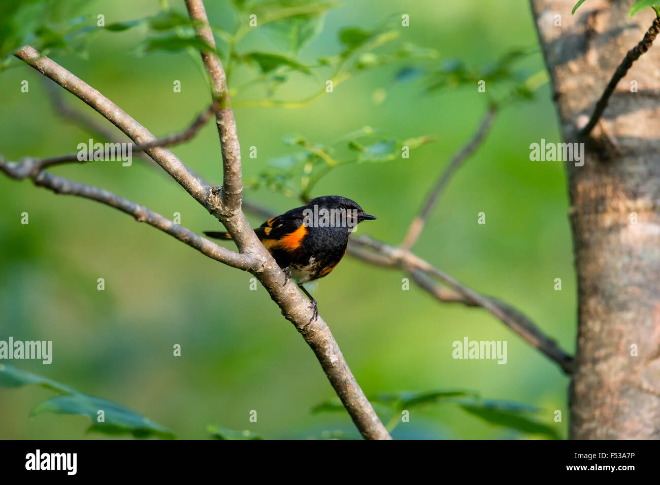American redstart - male Stock Photo - Alamy