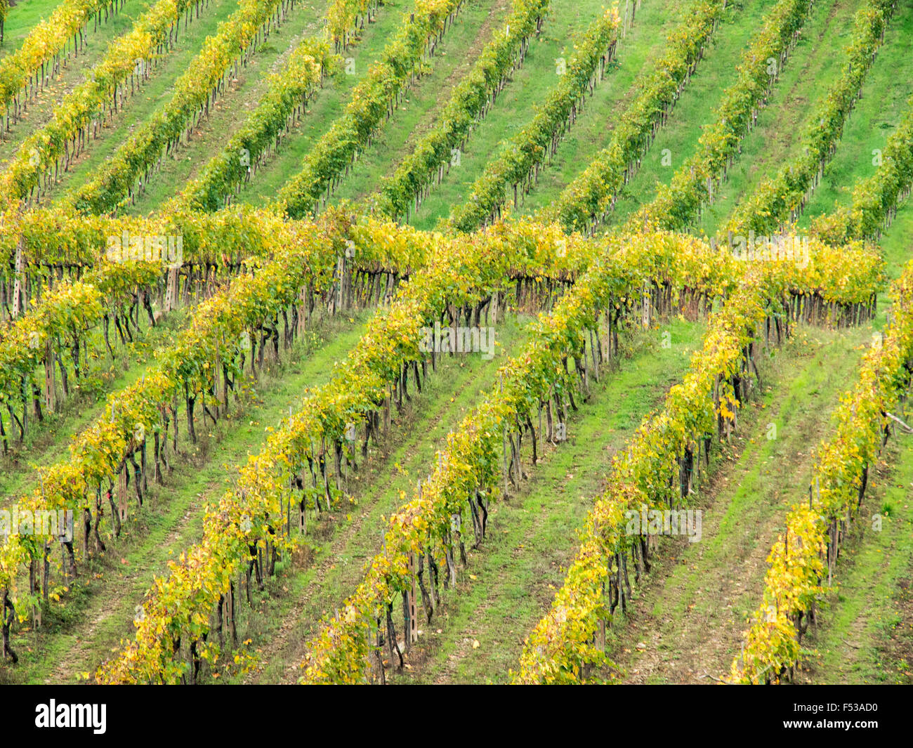 Europe, Italy, Tuscany. Steep hills of vineyards in the Chianti region ...