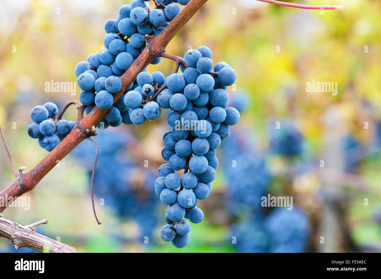 Vineyard yield hi-res stock photography and images - Alamy