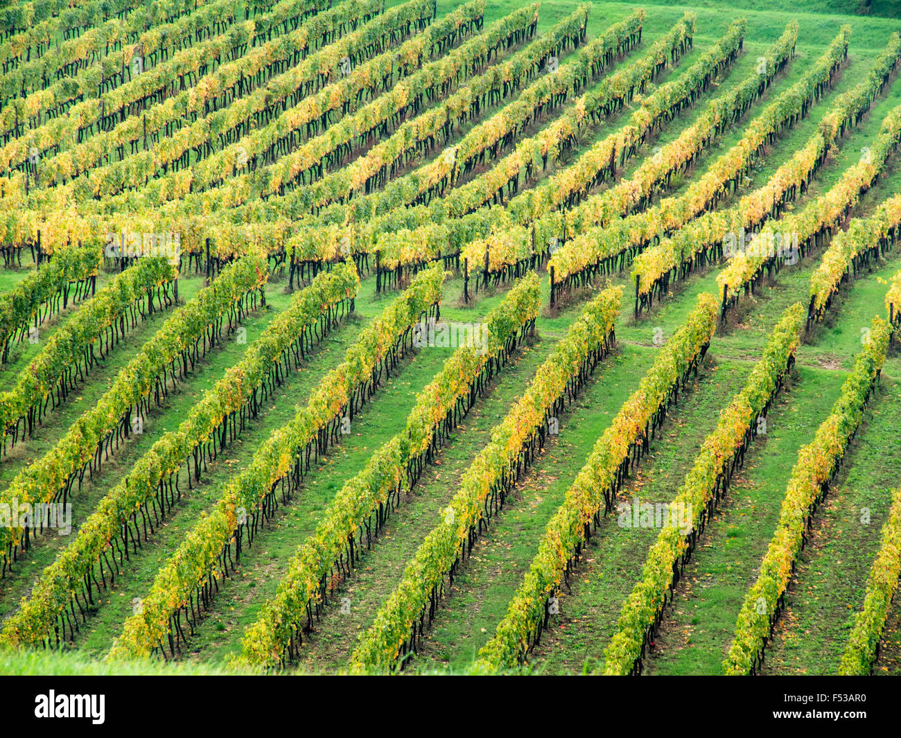 Europe, Italy, Tuscany. Vineyard in the Chianti region of Tuscany Stock ...
