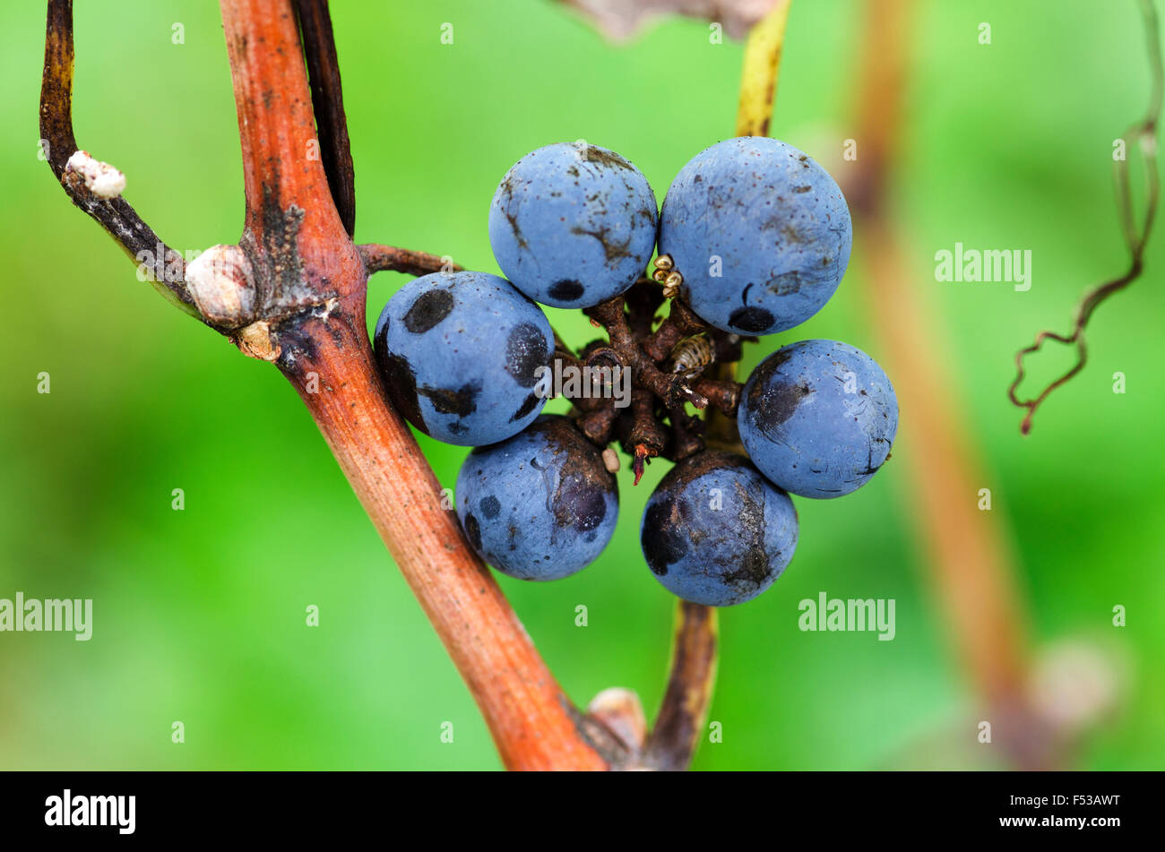 Sere flower hi-res stock photography and images - Alamy