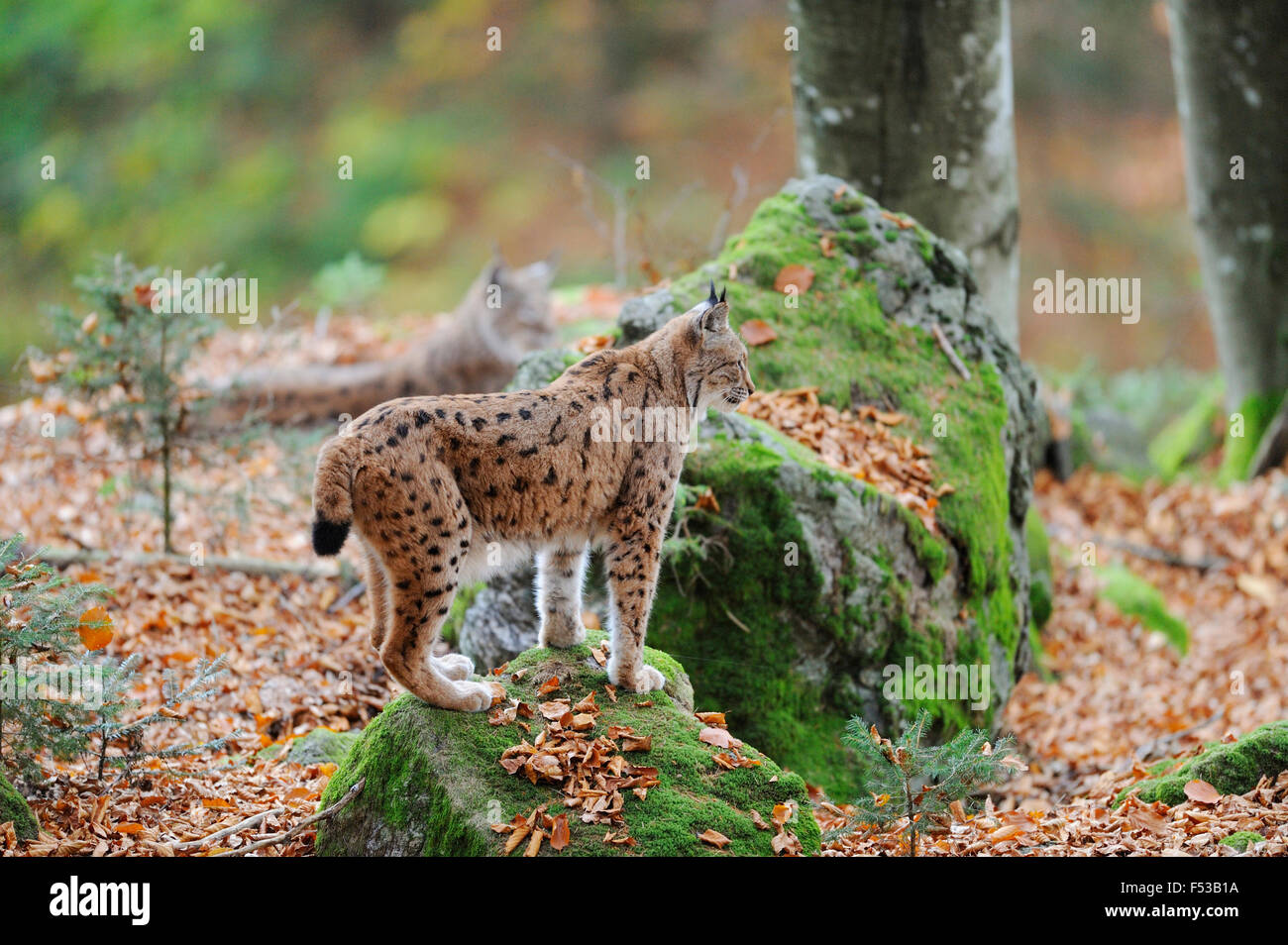 Eurasian lynx, Lynx lynx, side view, standing Stock Photo - Alamy