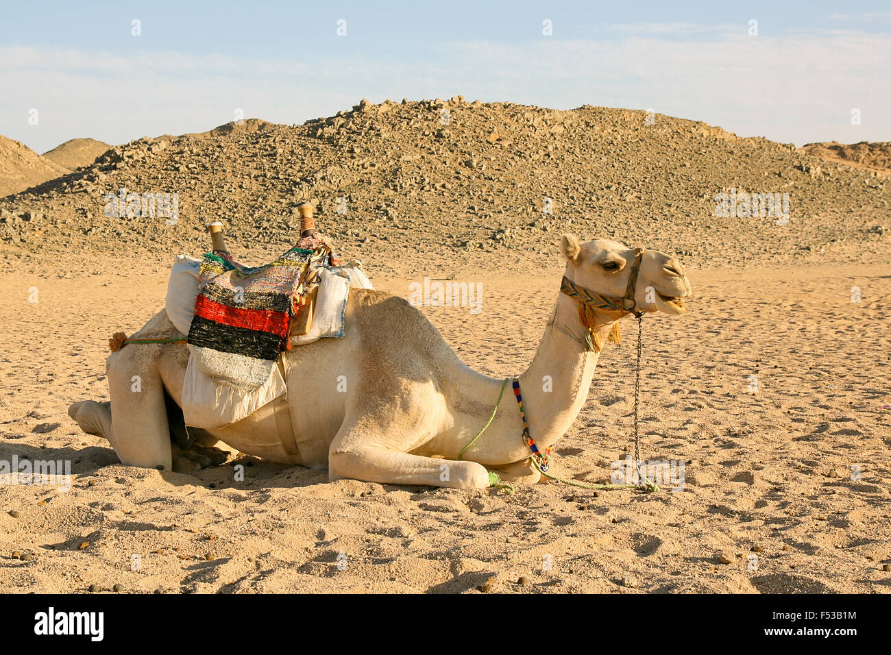 Camel on the background of the blue sky and mounts Stock Photo - Alamy