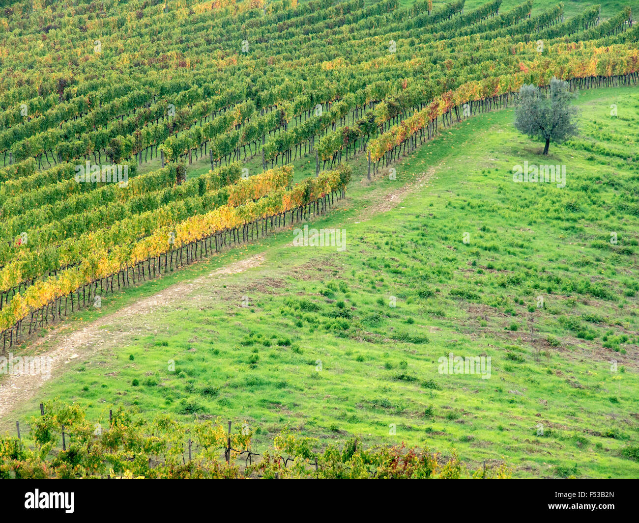 Europe, Italy, Tuscany. Lone olive tree in vineyard in the Chianti ...