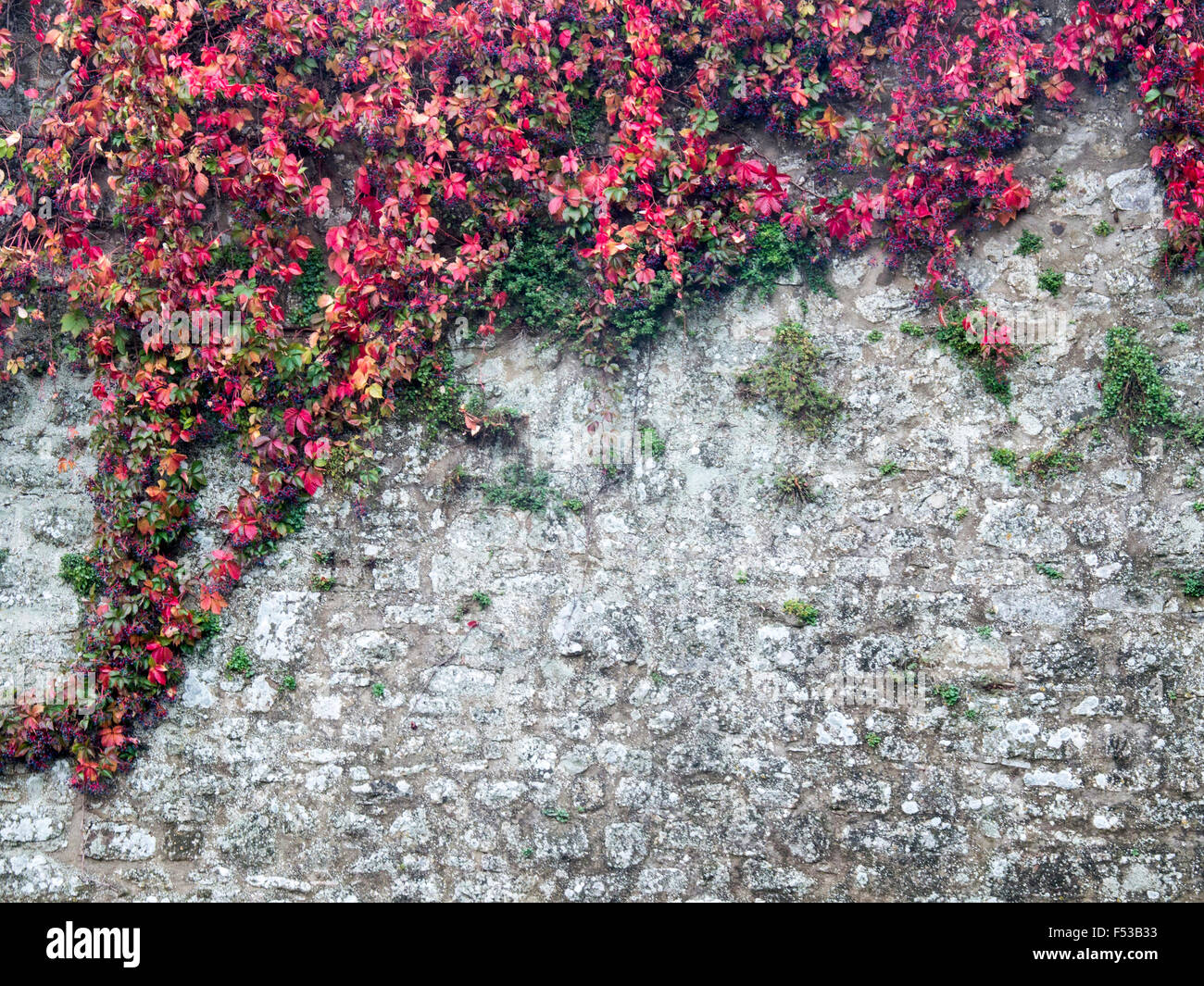 Europe, Italy, Tuscany. Red ivy climbing on wall Stock Photo - Alamy