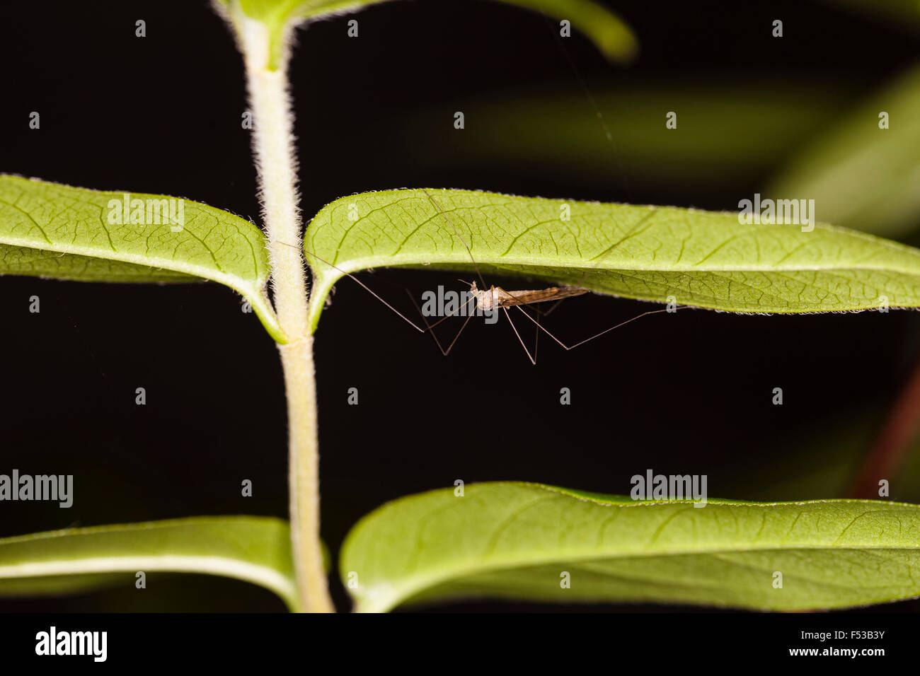 picture of mosquito from very close, seating on the green leaf Stock ...