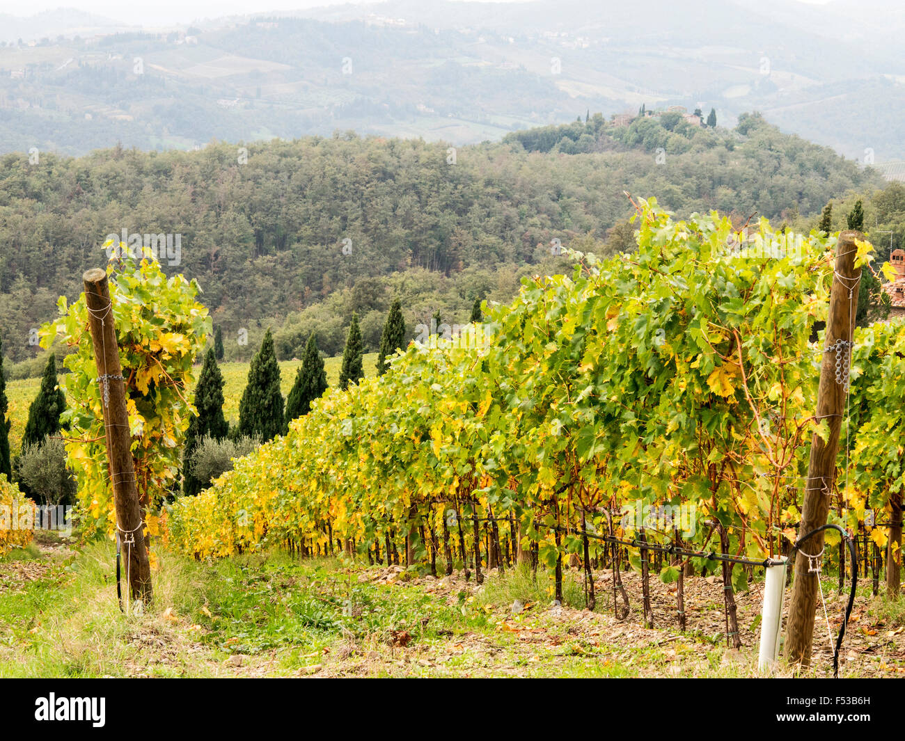 Europe, Italy, Tuscany. Steep hills of vineyards in the Chianti region ...