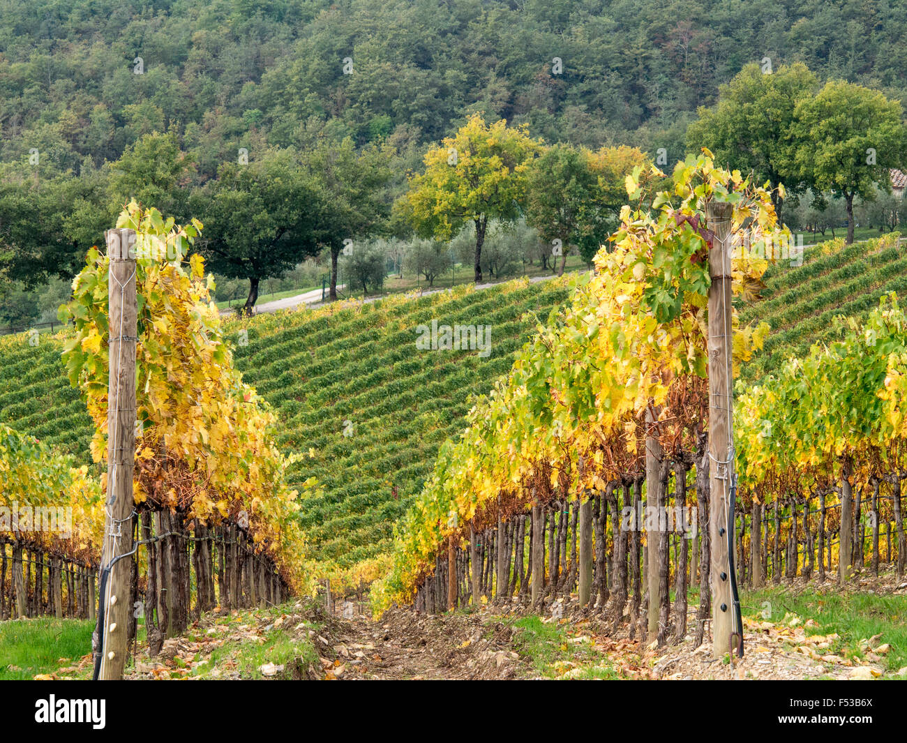Europe, Italy, Tuscany. Steep hills of vineyards in the Chianti region ...