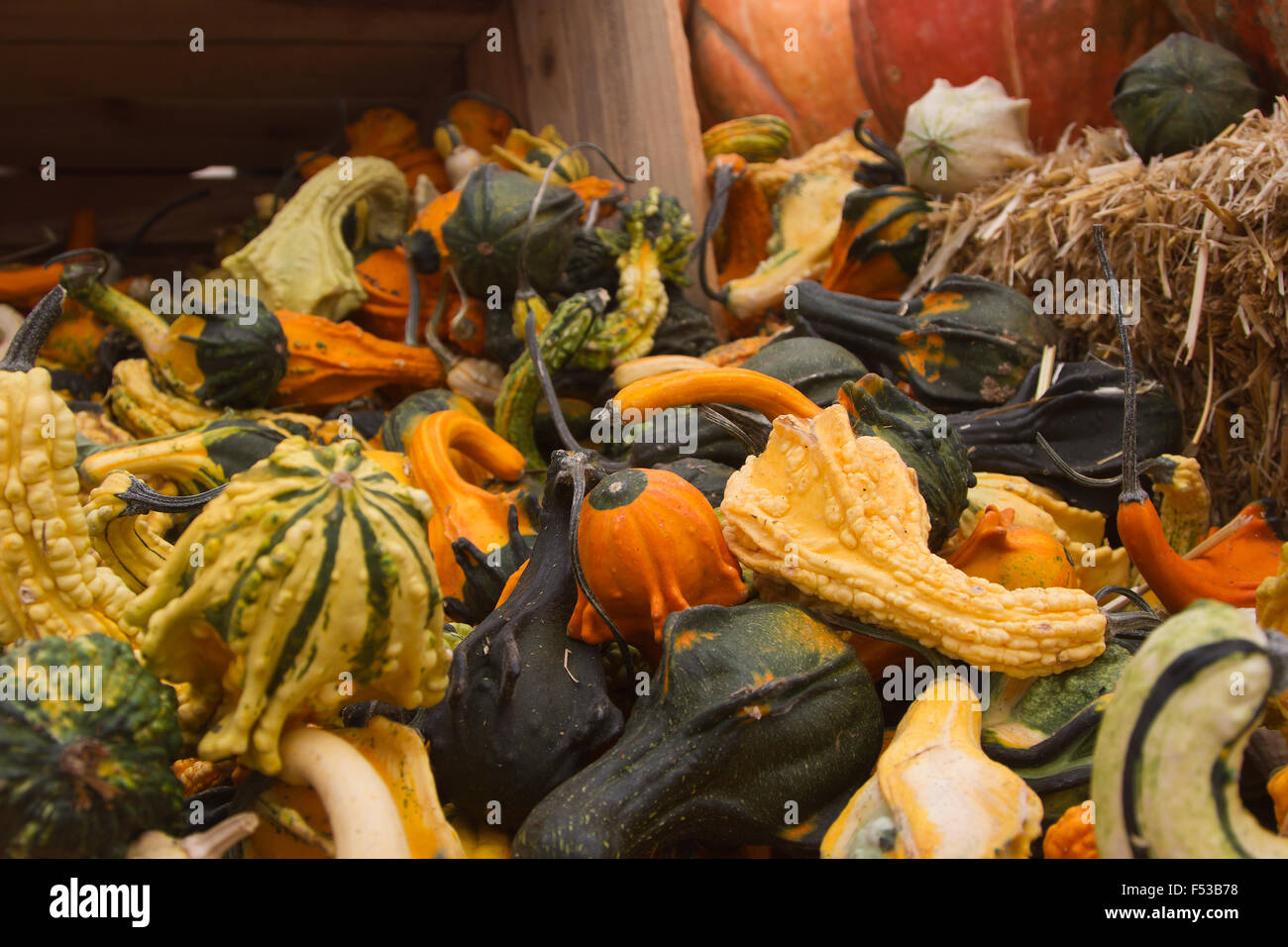 Display of fancy gourds spilling out of a barrel with hay in background ...