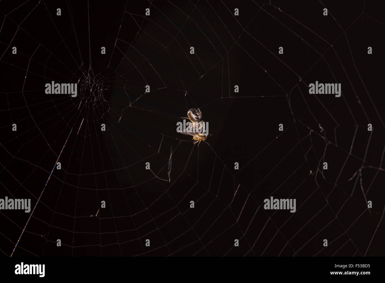 very small spider seating on his web Stock Photo - Alamy