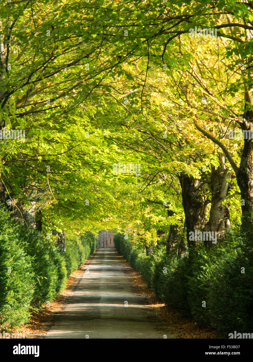 Europe, Italy, Tuscany. Tree lined road in the Chianti region of ...