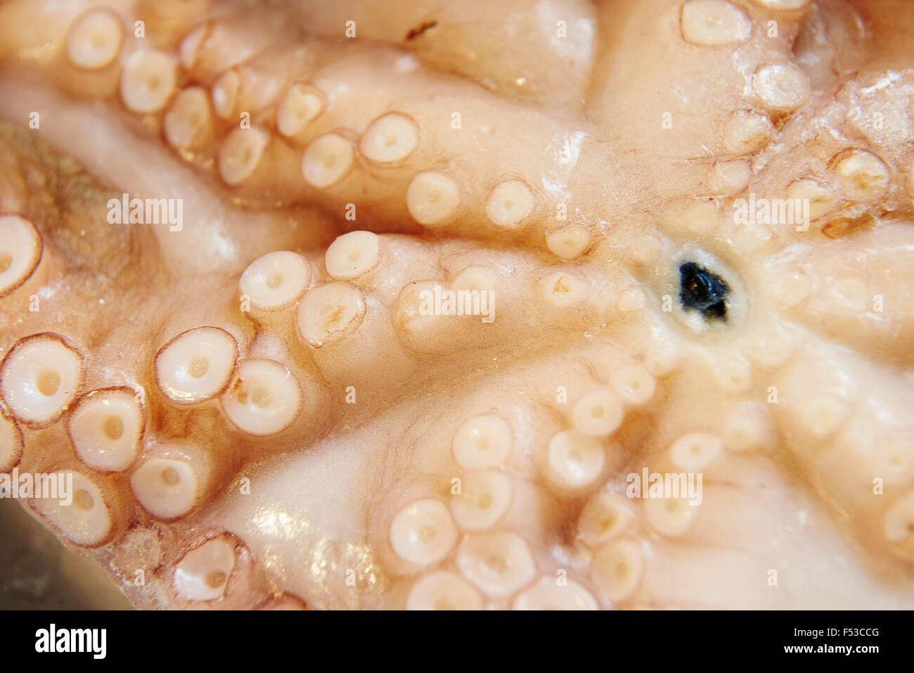 Octopus texture hi-res stock photography and images - Alamy