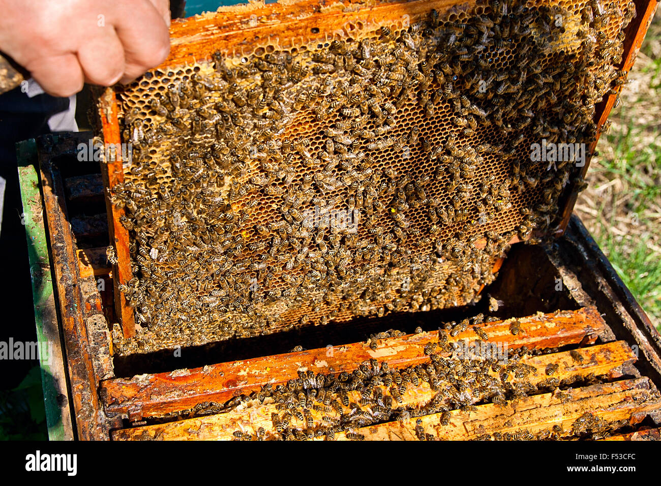 Busy bees, view of the working bees on honeycomb Stock Photo - Alamy