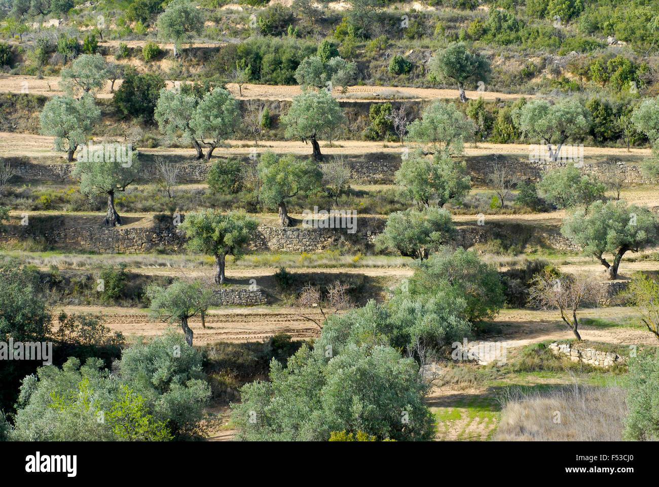olive groves Barcelona spain Stock Photo - Alamy