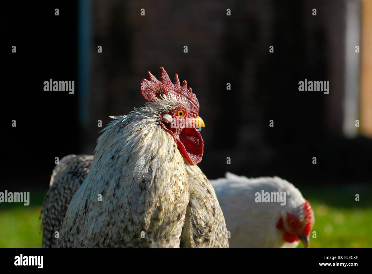 French chickens hi-res stock photography and images - Alamy