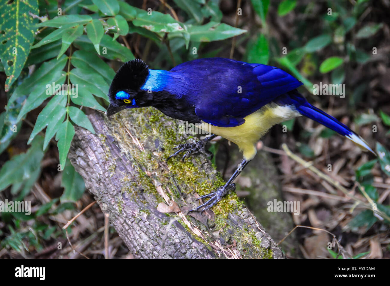 Plush-crested Jay at Iguazu Falls, one of the New Seven Wonders of ...