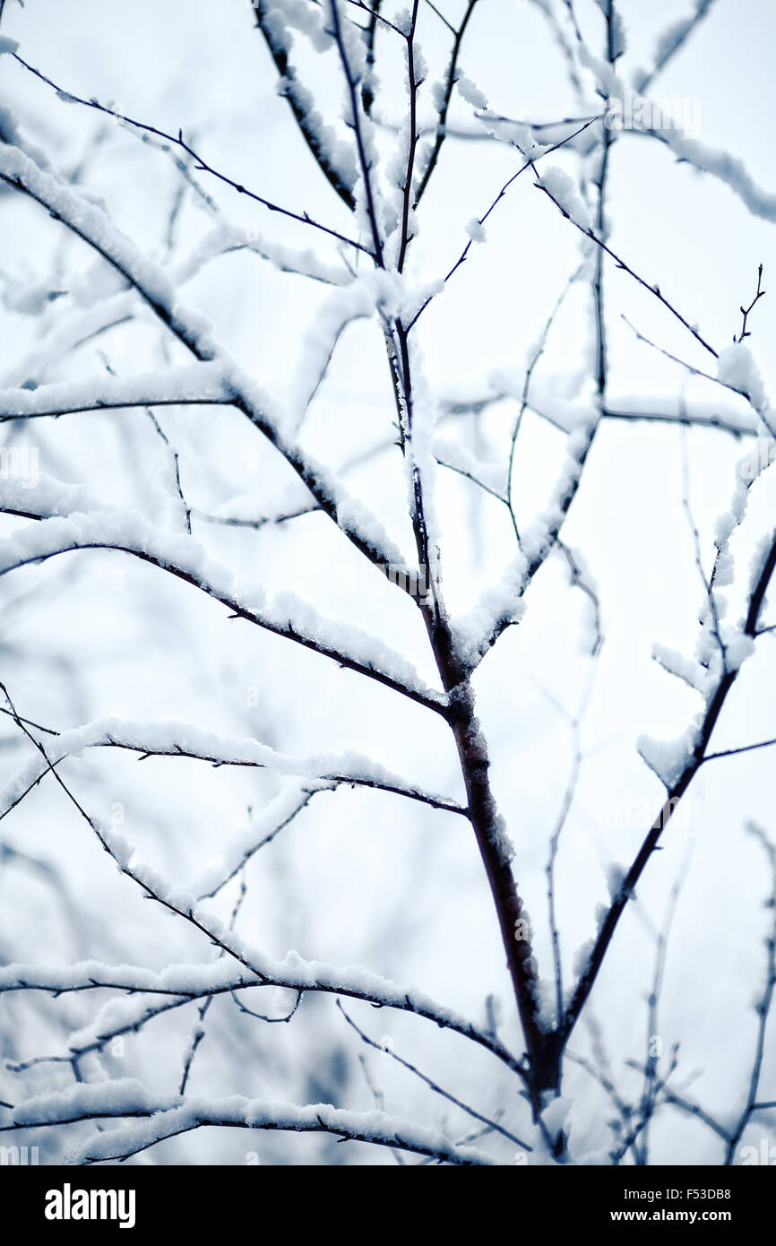 snow-covered and frozen twig Stock Photo - Alamy