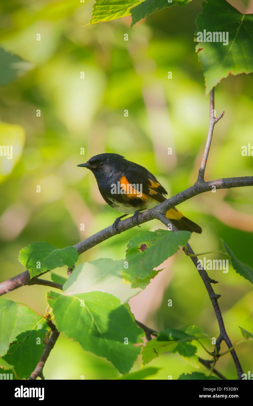 American male redstart hi-res stock photography and images - Alamy