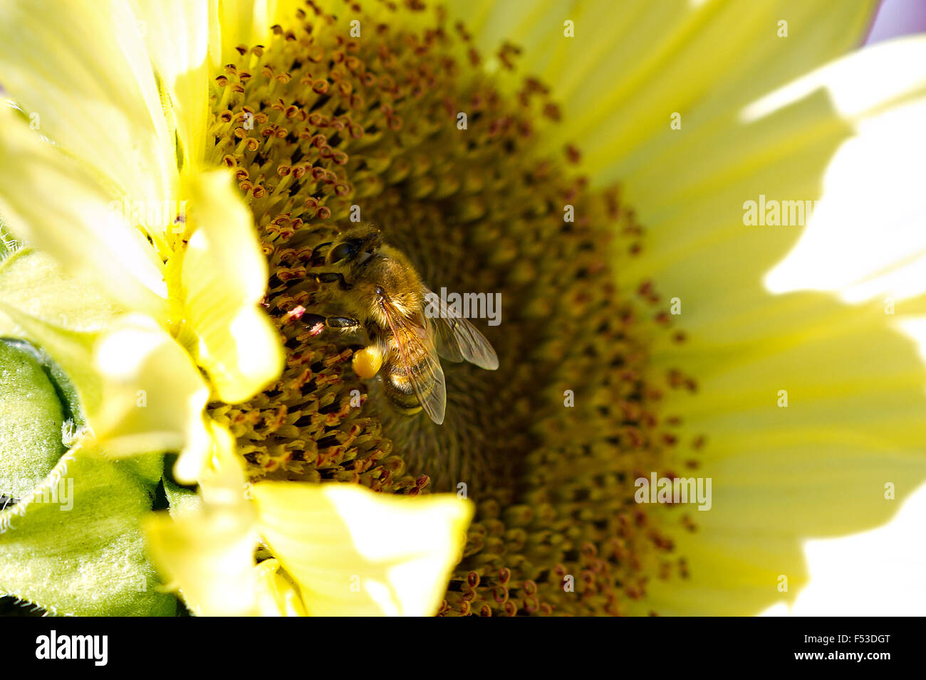 Sunlight honey bee hi-res stock photography and images - Alamy