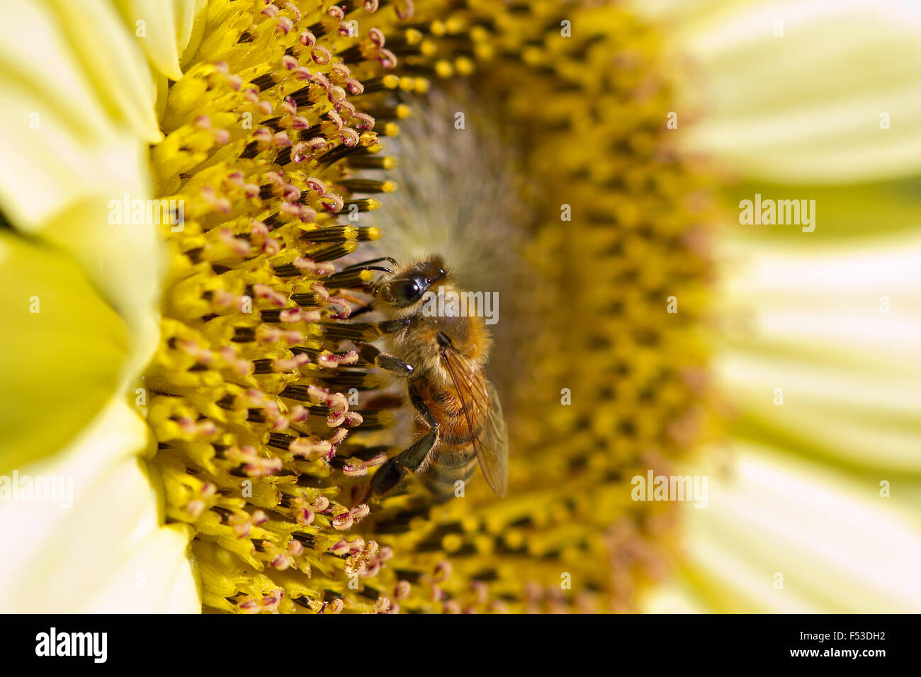 Honey bee on sunflower Stock Photo - Alamy