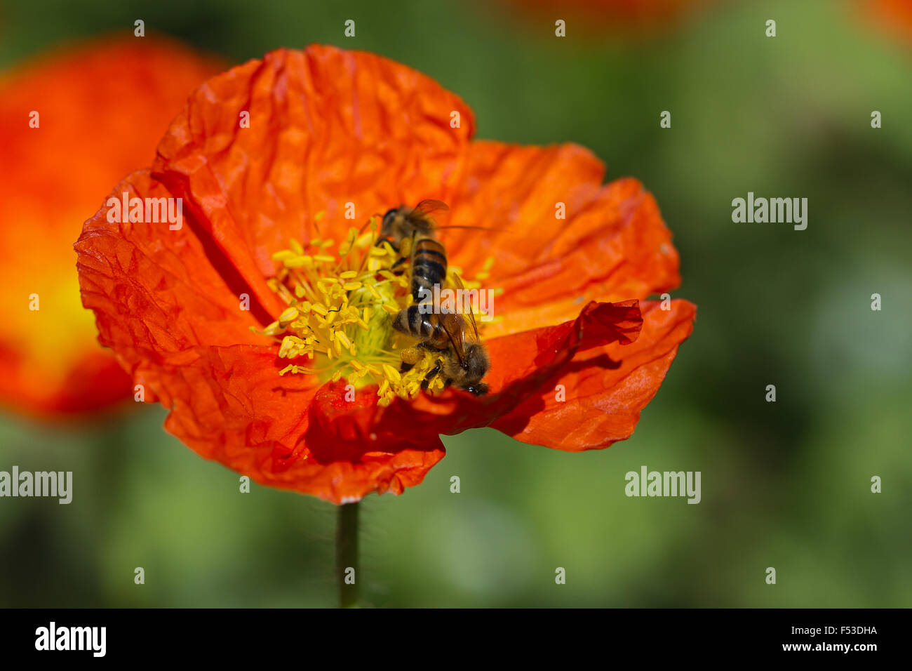 Honey bees on a poppy Stock Photo - Alamy
