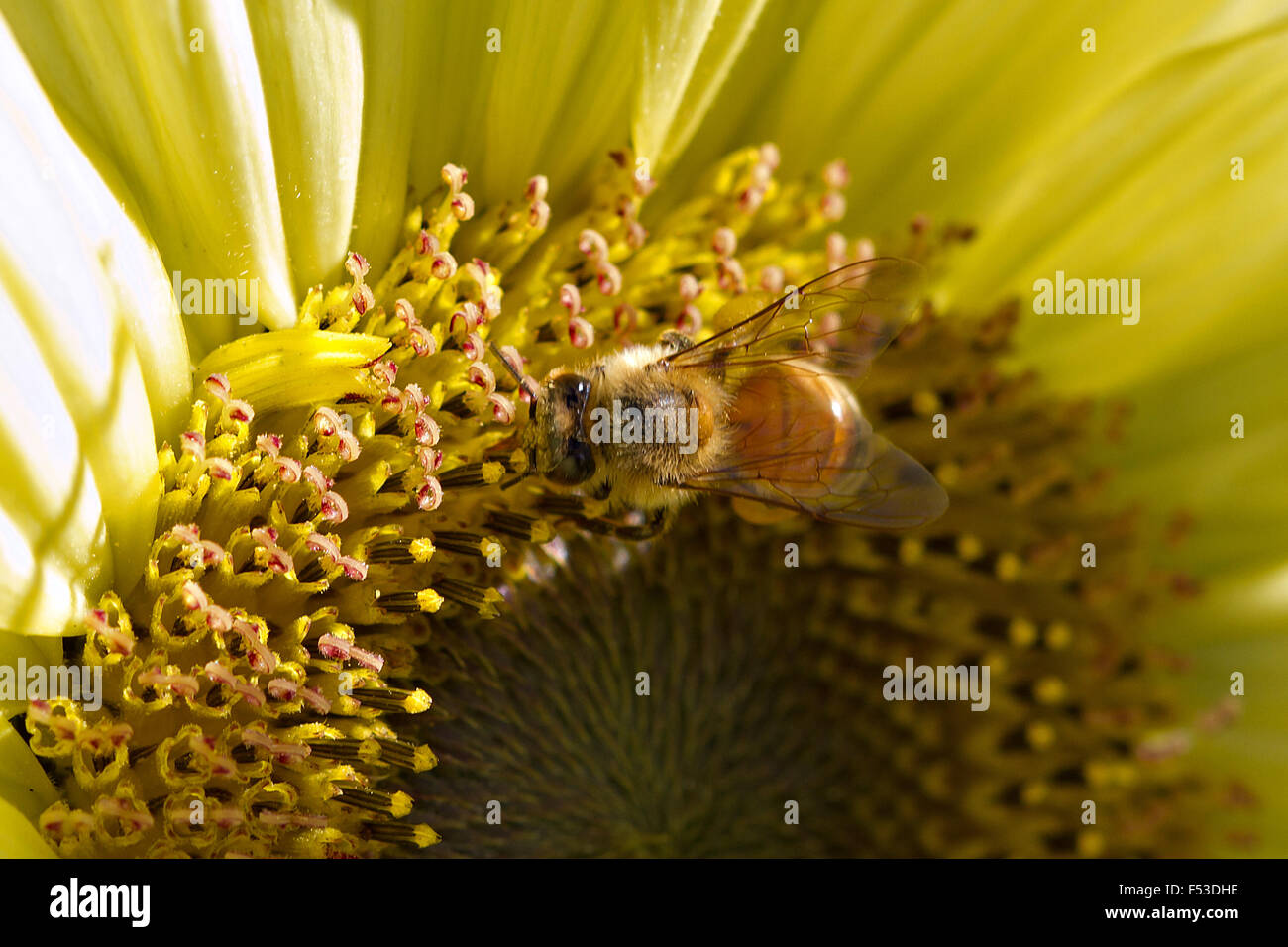 Honey bee on sunflower Stock Photo - Alamy