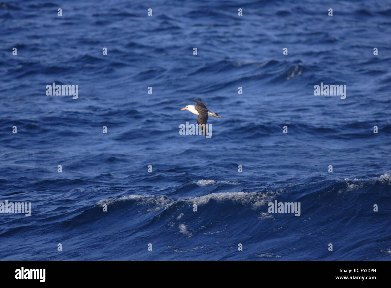 Laysan Albatross (Phoebastria immutabilis) in Nortn Japan Stock Photo ...
