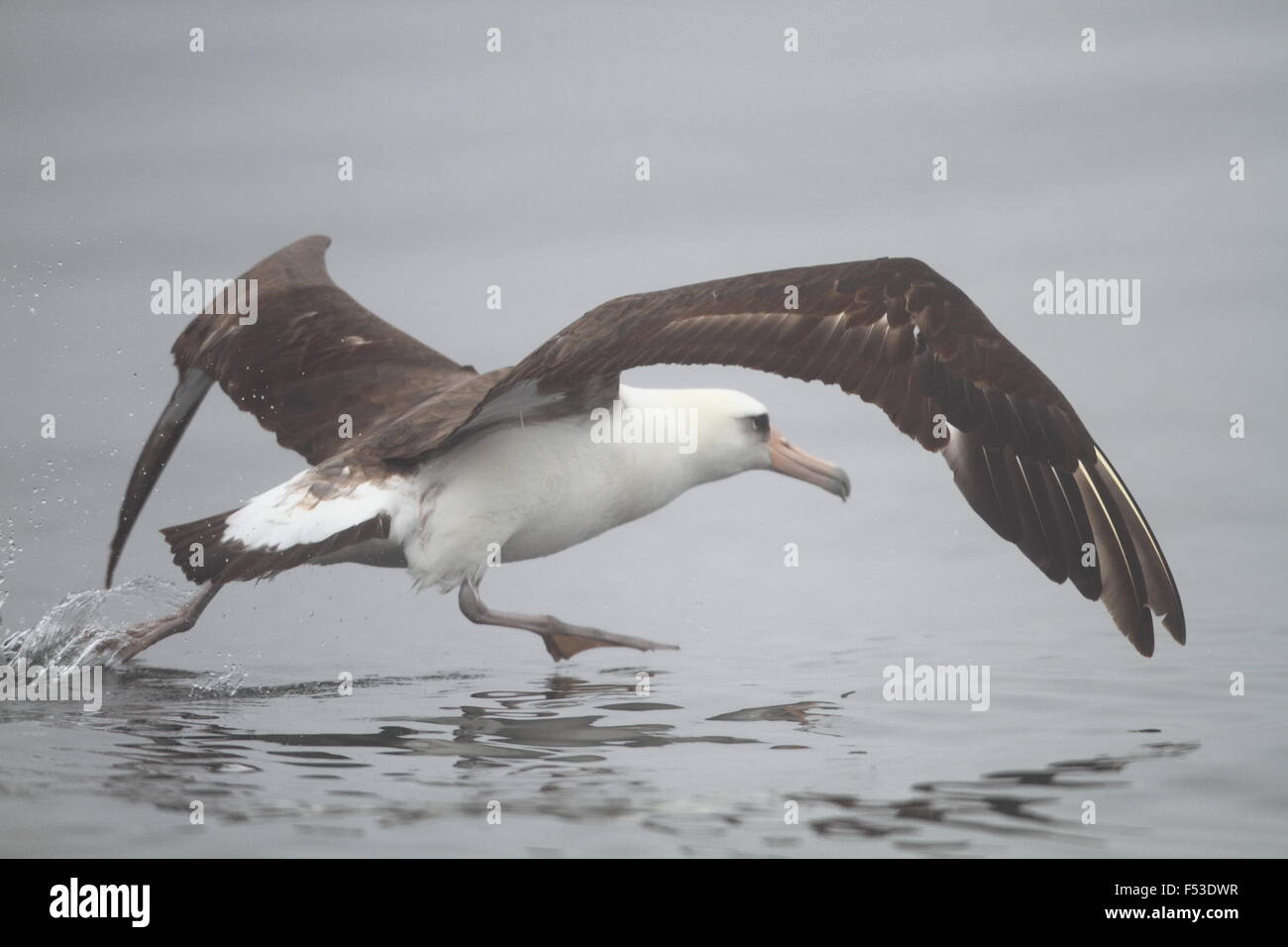 Laysan Albatross (Phoebastria immutabilis) in Nortn Japan Stock Photo ...