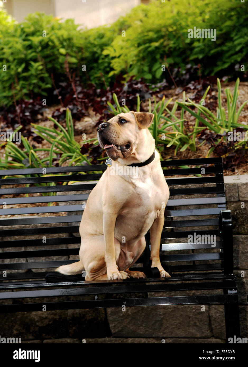 Sharpie dog hi-res stock photography and images - Alamy