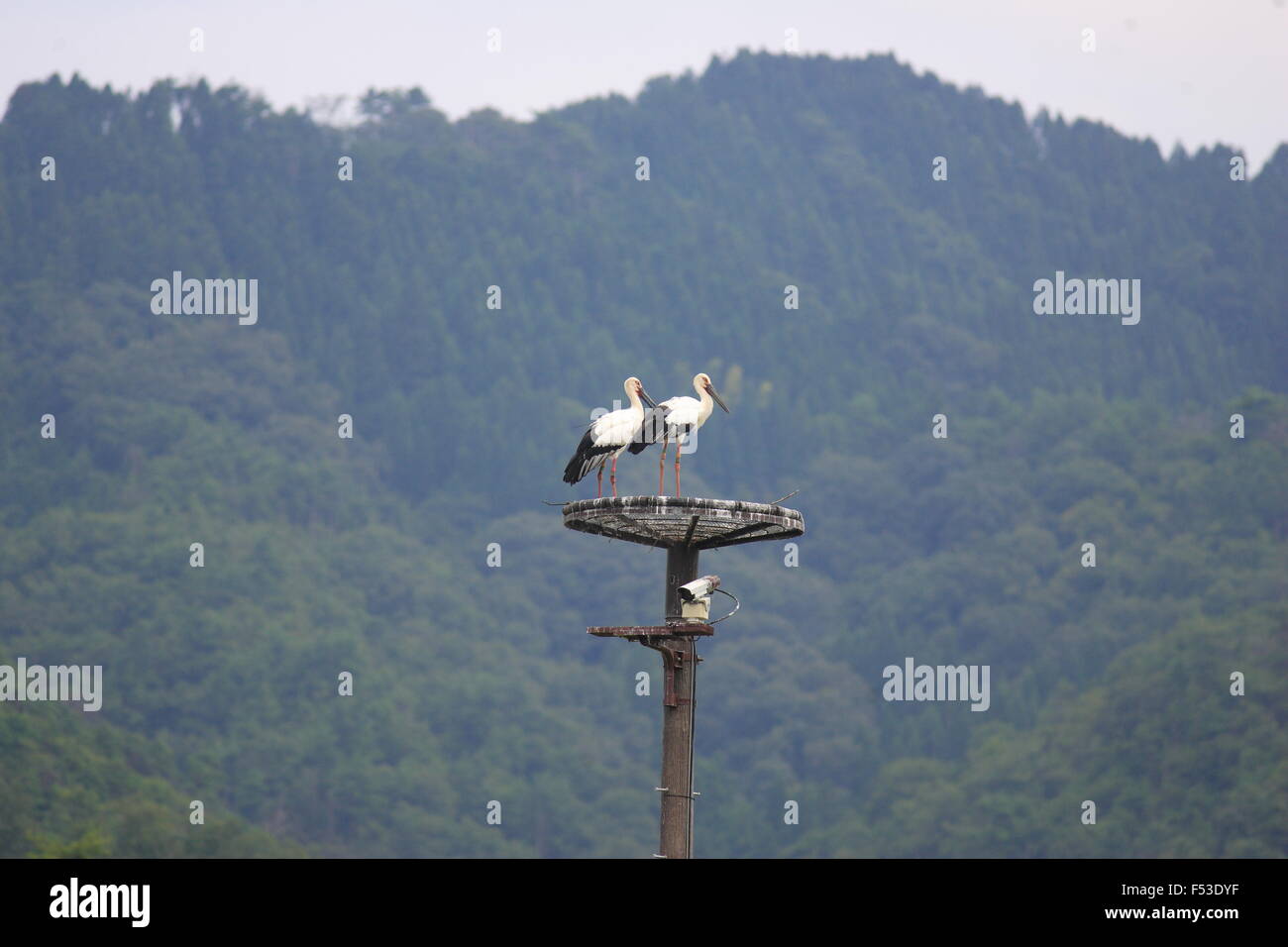 Japan stork hi-res stock photography and images - Alamy