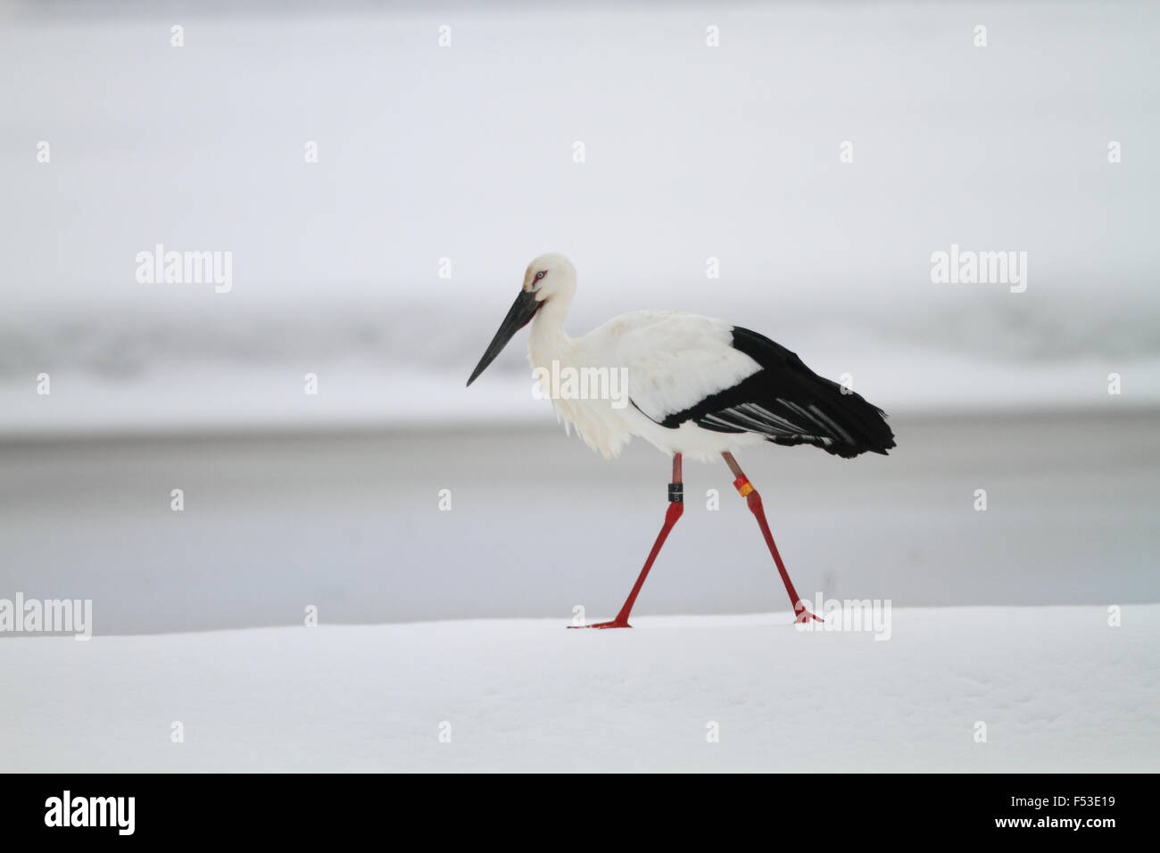 Oriental stork hi-res stock photography and images - Alamy