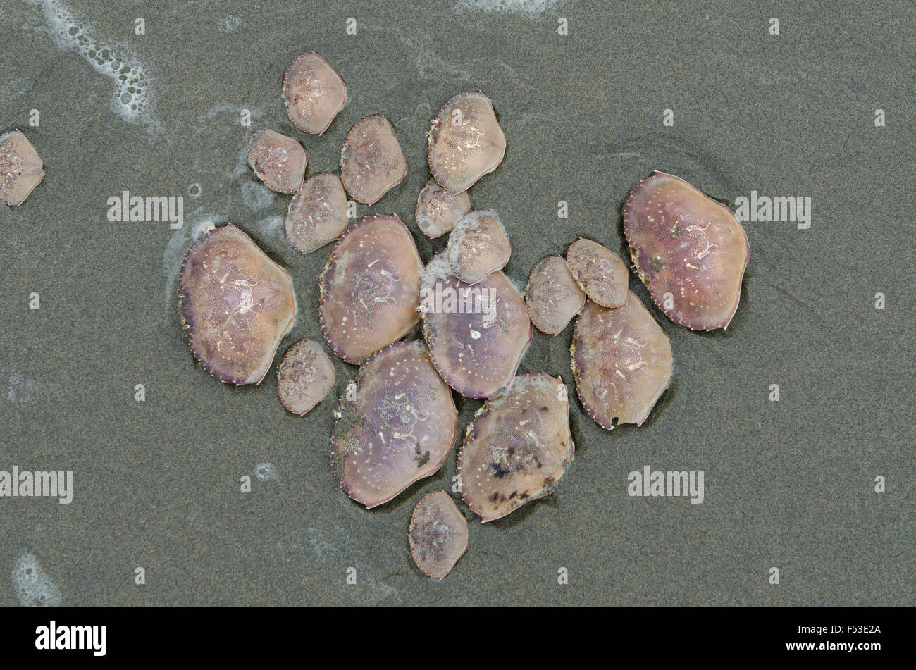 crab shells on the beach Stock Photo - Alamy