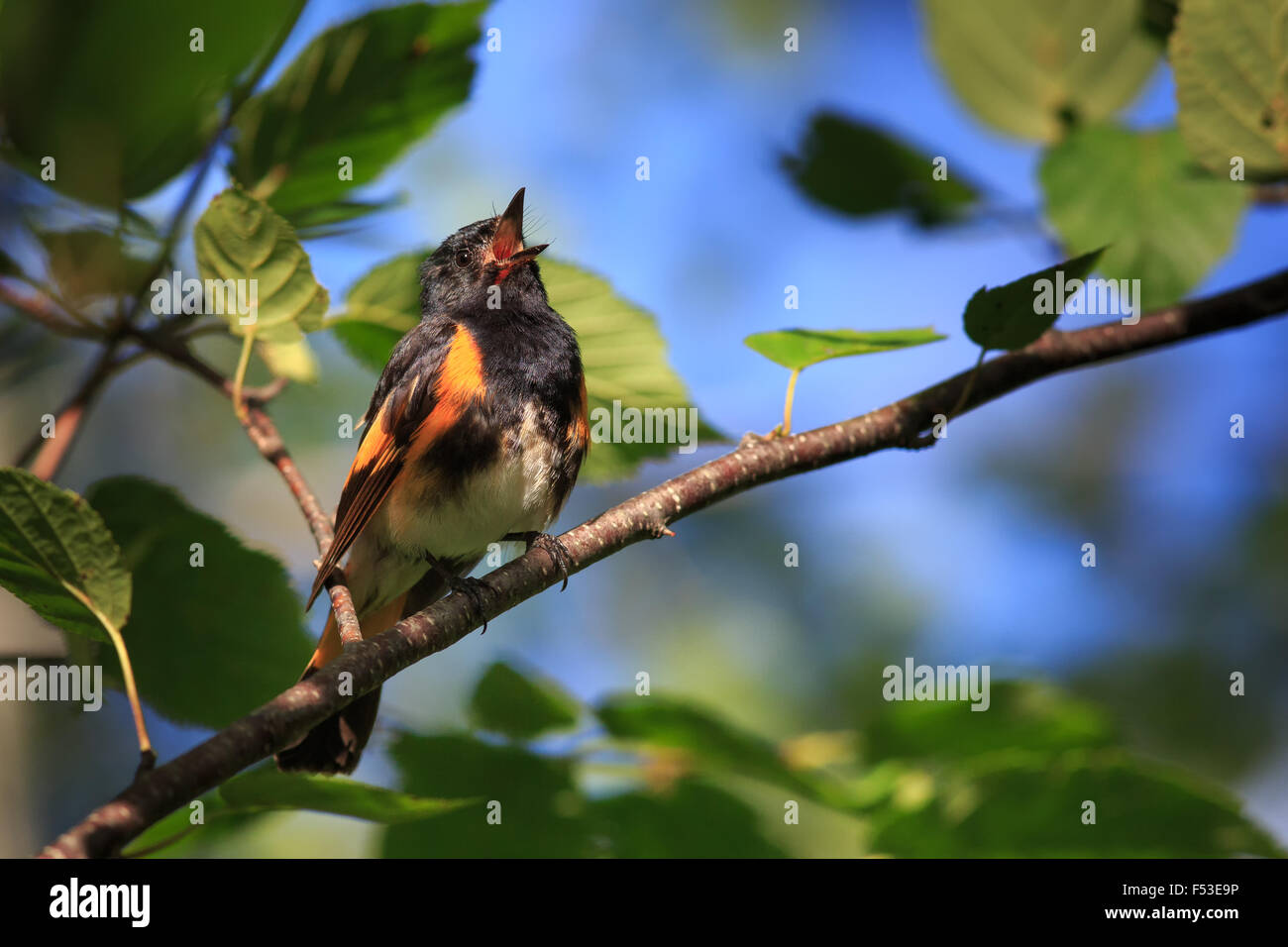 American redstart - male Stock Photo - Alamy
