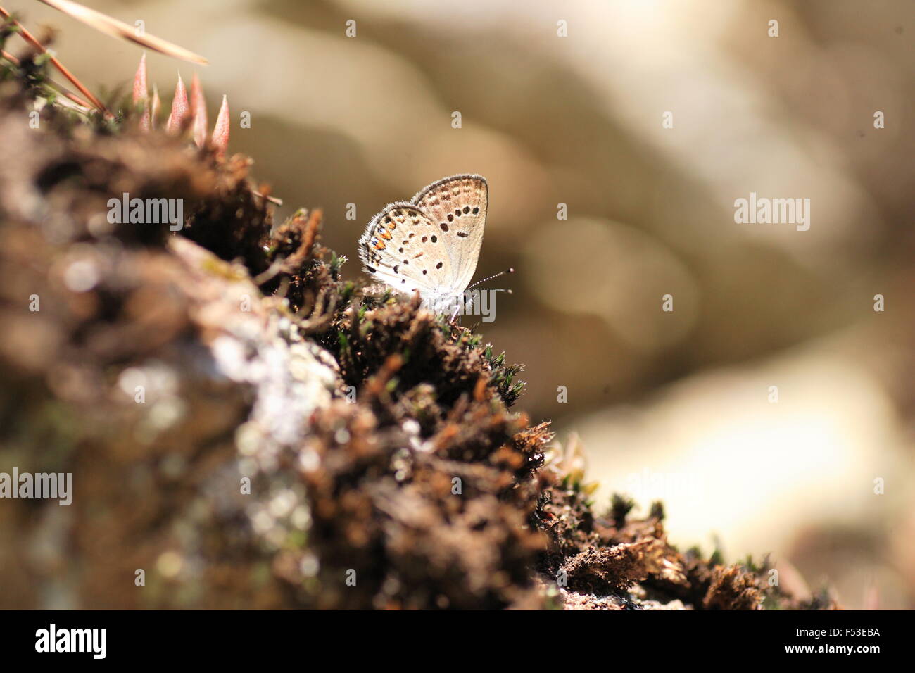 Tongeia fischeri fischeri butterfly in Japan Stock Photo - Alamy