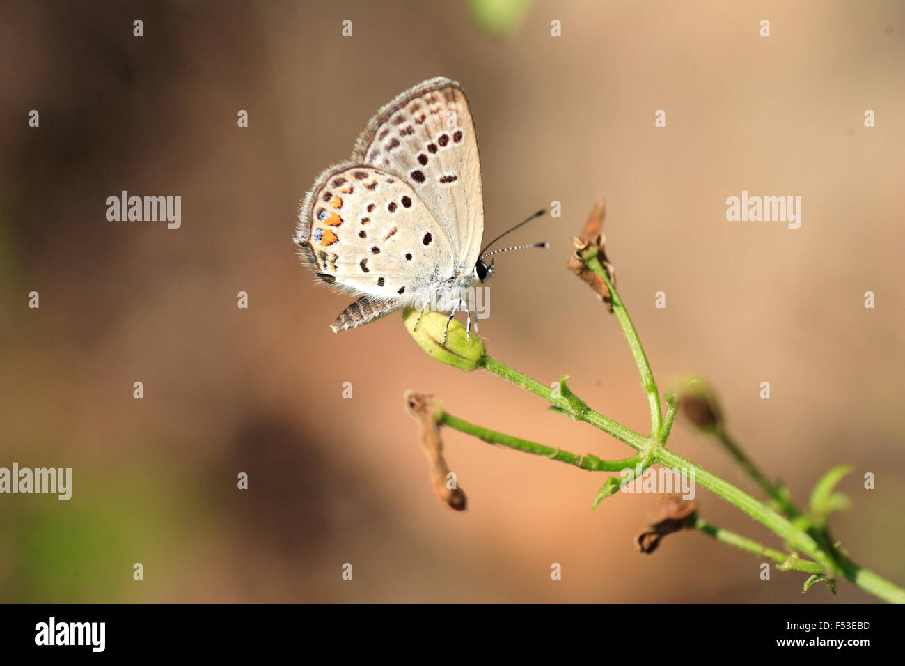 Tongeia fischeri fischeri butterfly in Japan Stock Photo - Alamy