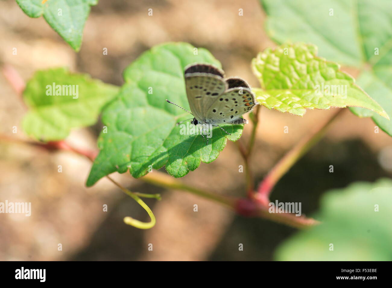 Tongeia fischeri fischeri butterfly in Japan Stock Photo - Alamy
