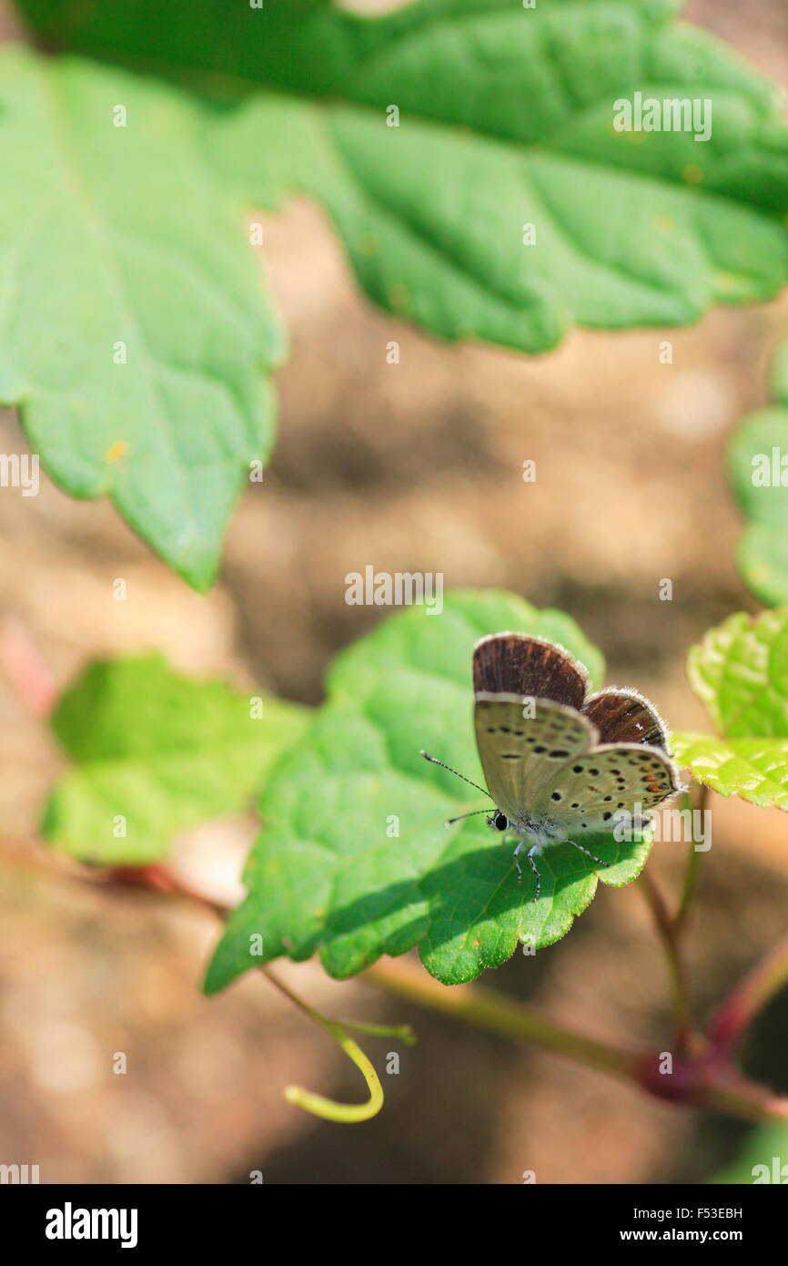 Tongeia fischeri fischeri butterfly in Japan Stock Photo - Alamy