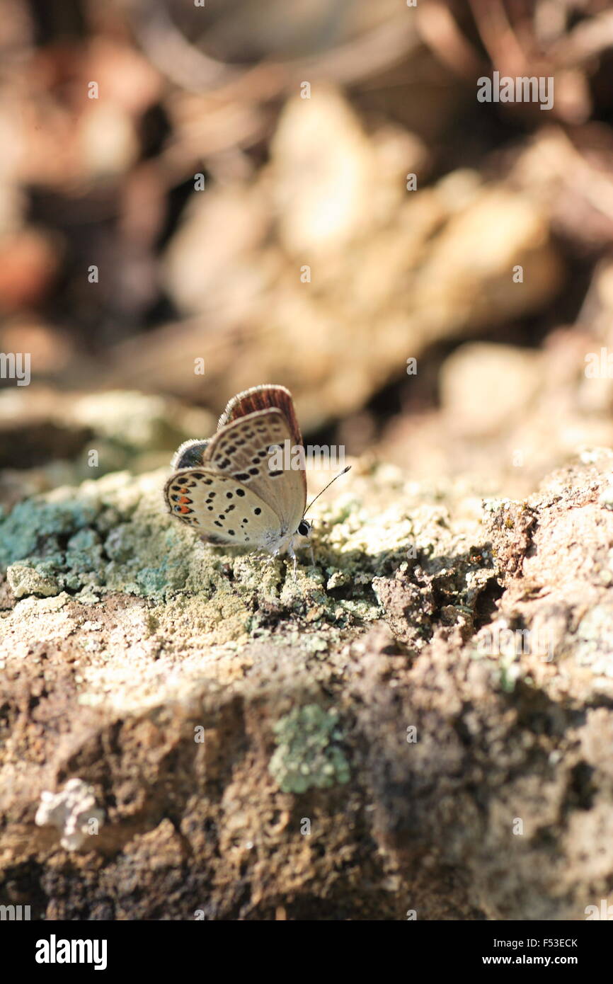 Tongeia fischeri fischeri butterfly in Japan Stock Photo - Alamy