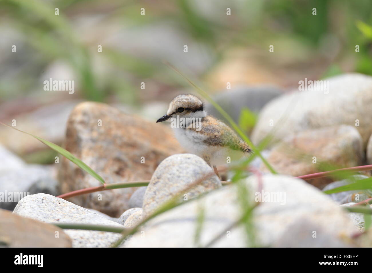 Long-billed Plover (Charadrius placidus) in Japan Stock Photo - Alamy